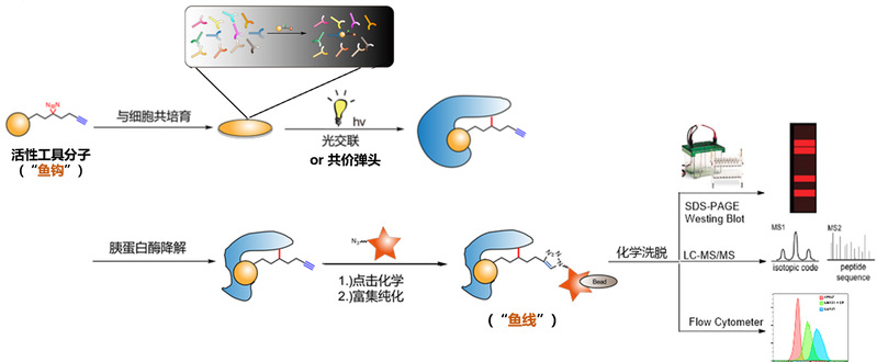 化学与分子工程学院